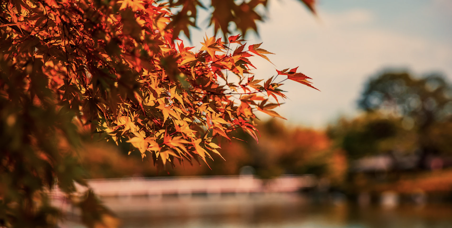 Fall into the Changing Season